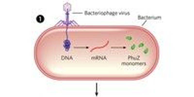 Viral Skeleton | The Scientist
