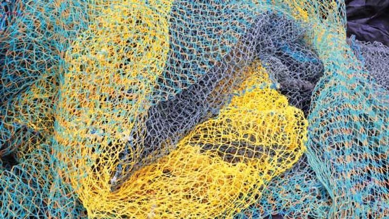 Perineuronal Nets: A Mechanism to Control Brain Plasticity | The Scientist