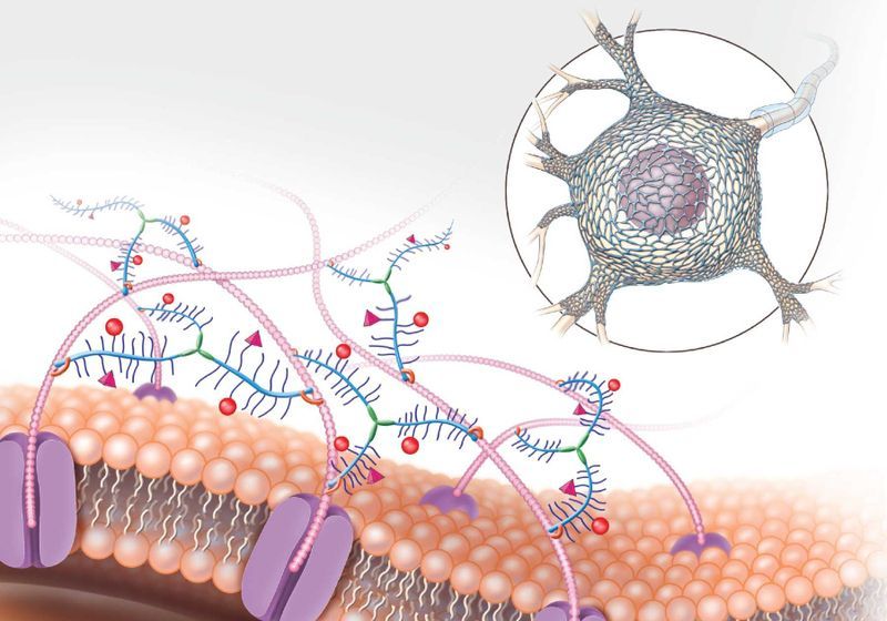 Infographic: Structure of the Perineuronal Net | The Scientist