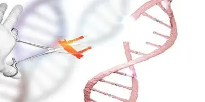 Scientists Reverse Their Controversial Findings of CRISPR's Off-Target ...