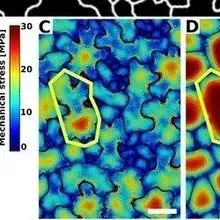 Image of the Day: Puzzle Plants | The Scientist