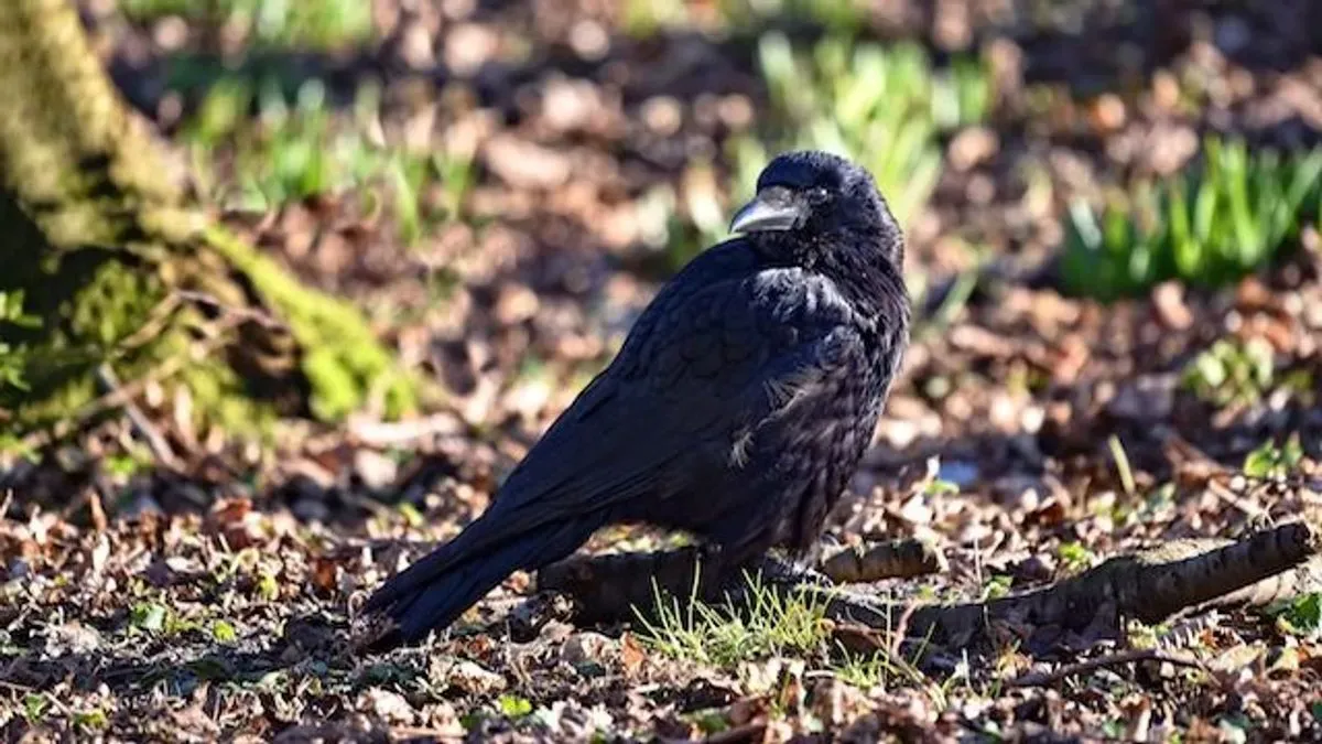 Crow | The Scientist