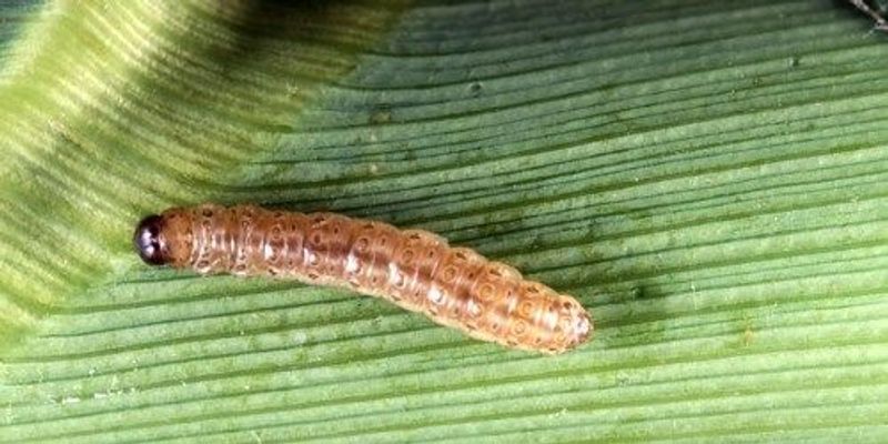 Bt Corn Associated with Higher Yields, Less Insecticide Use in ...