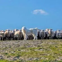 The Breeds of Guard Dogs that Best Protect Livestock: Study | The Scientist