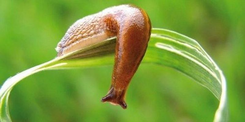 Serotonin Involved in a Slug Host’s Response to a Parasite | The Scientist