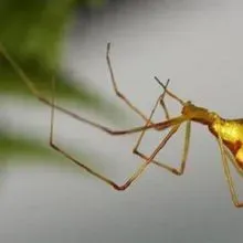 Hawaiian Spiders on Different Islands Evolved Same Disguise in Parallel ...