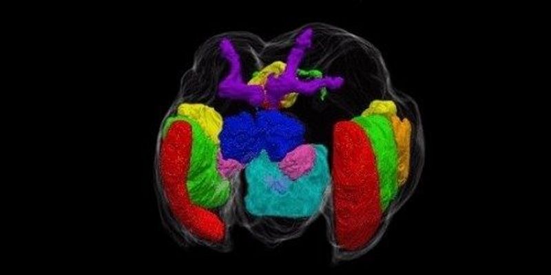 Image of the Day: Mosquito Brain | The Scientist