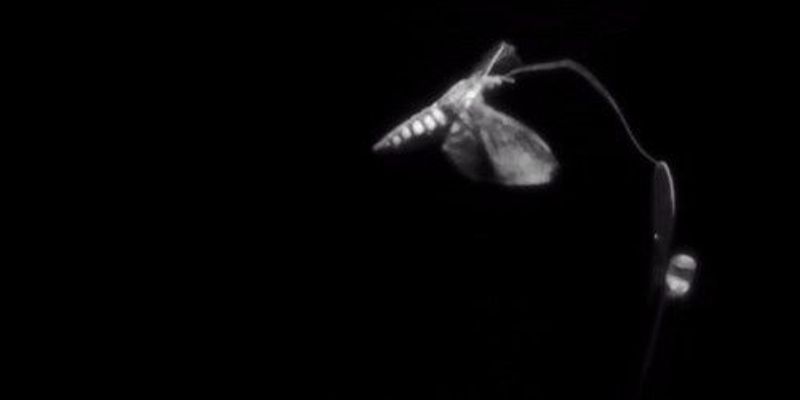 Image of the Day: Moth Proboscis | The Scientist