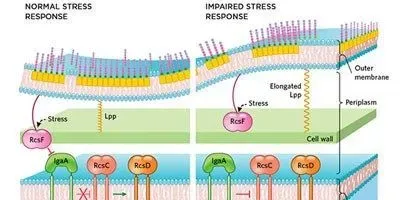 Bacterial Cell Envelope Size is Key to Membrane Stress Response | The ...