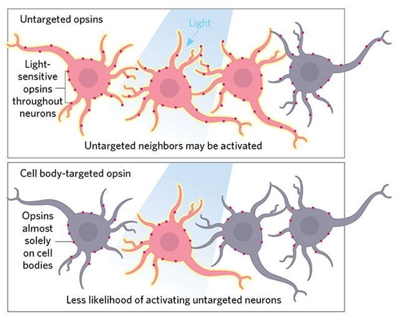 Here Comes Single-Cell Optogenetics | The Scientist