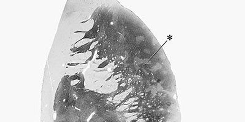 Stressed Rodents Make Different Choices | The Scientist