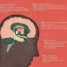 Infographic: Searching for the Neural Basis of Gender | The Scientist