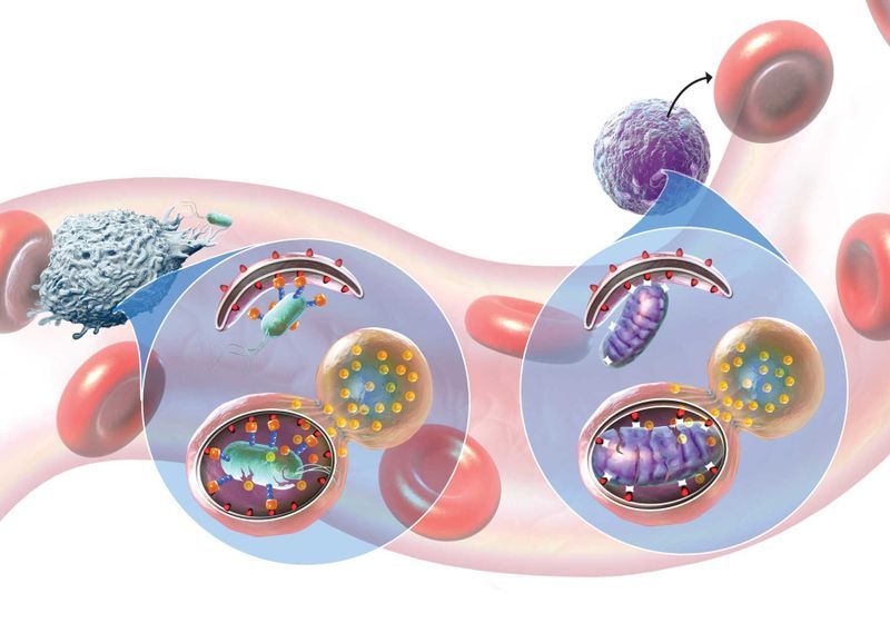 Infographic: Selective Autophagy | The Scientist