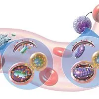Infographic: Selective Autophagy | The Scientist