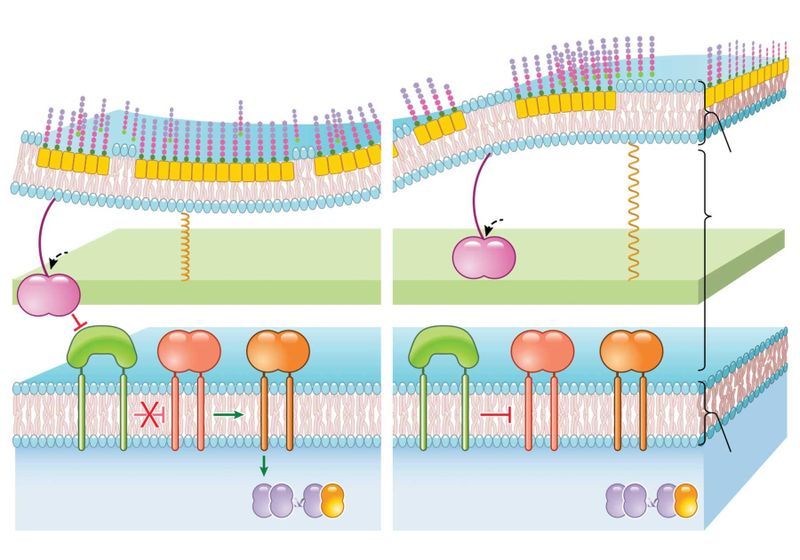Infographic: Relaying Stress Signals in Bacteria | The Scientist