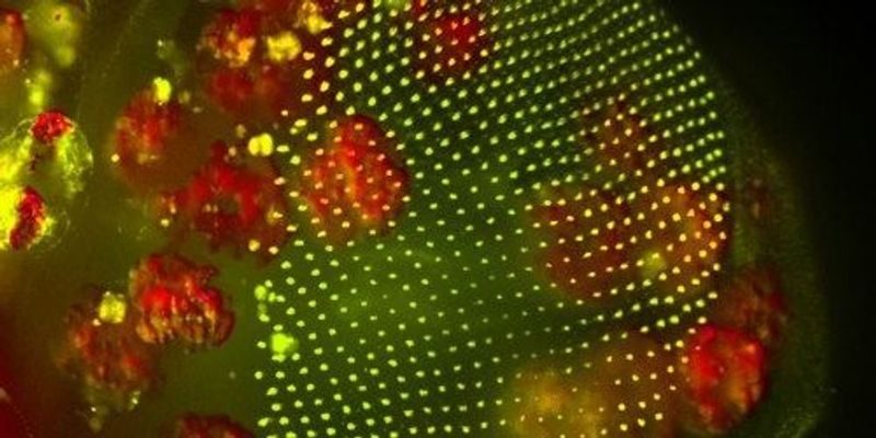 Fat Cells Travel to Heal Wounds in Flies | The Scientist