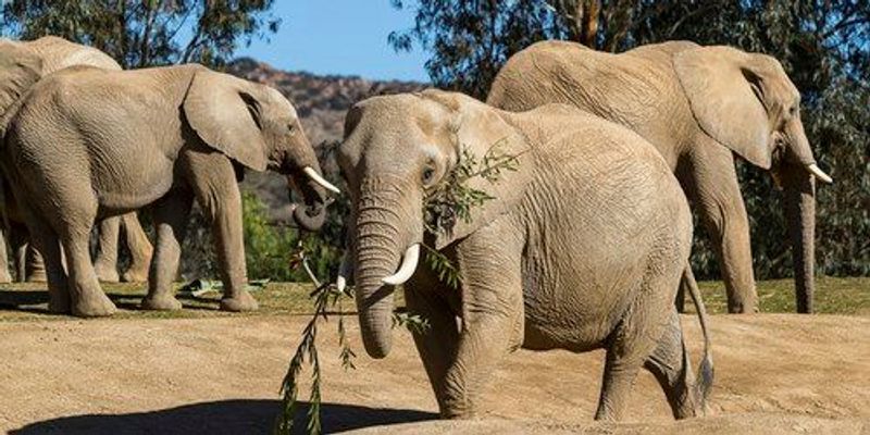 Extinct and Living Elephants’ Genomic History Sequenced | The Scientist