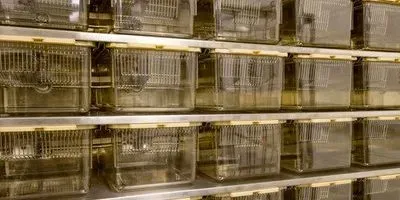 Want to Boost Reproducibility? Get Another Lab Involved | The Scientist