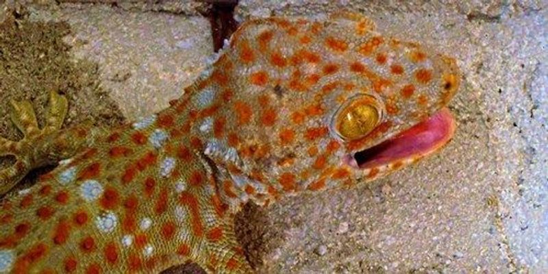 Image of the Day: Skeeter Eater | The Scientist