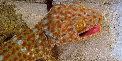 Image of the Day: Skeeter Eater | The Scientist