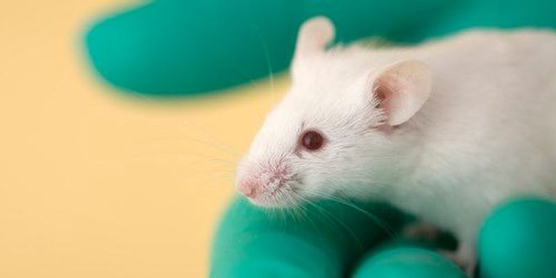 Wound-Healing in Mice Triggers Growth of Dormant Tumors | The Scientist