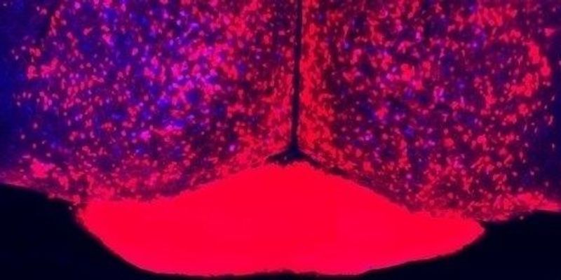 Neural Circuit of Parental Behavior Mapped in Mice | The Scientist