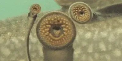 Image of the Day: Suckers | The Scientist