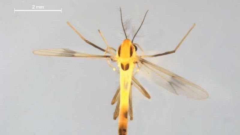 Graduate Student Identifies Dozens of New Fly Species | The Scientist
