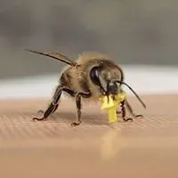 Honeybee | The Scientist