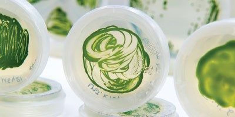 A Newly Identified Photoenzyme Helps Algae Pump Out Fuel | The Scientist