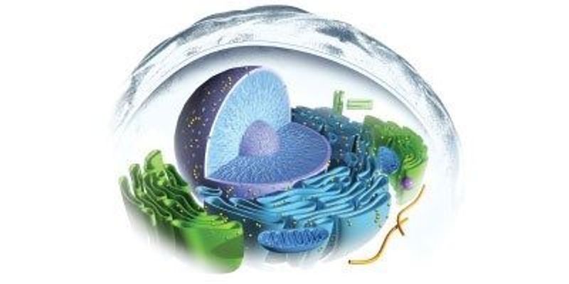 Mapping Brain Proteins | The Scientist