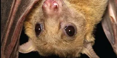 What Bat Quarrels Tell Us About Vocal Learning | The Scientist