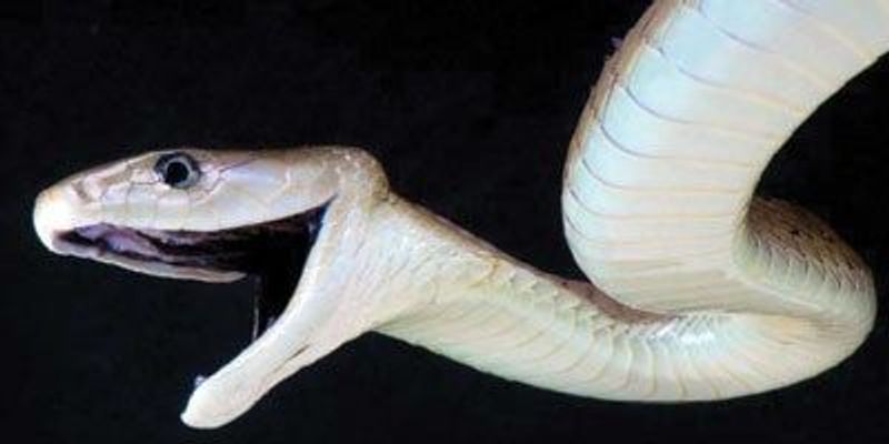 Snake Venoms Cause and Block Pain | The Scientist