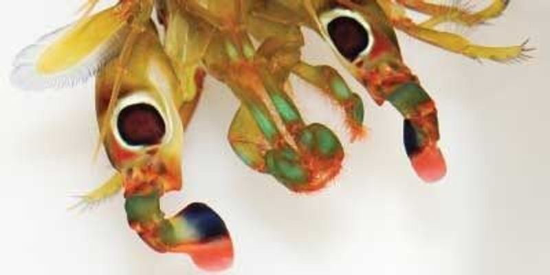 Insects’ Neural Learning and Memory Center Discovered in Crustaceans ...