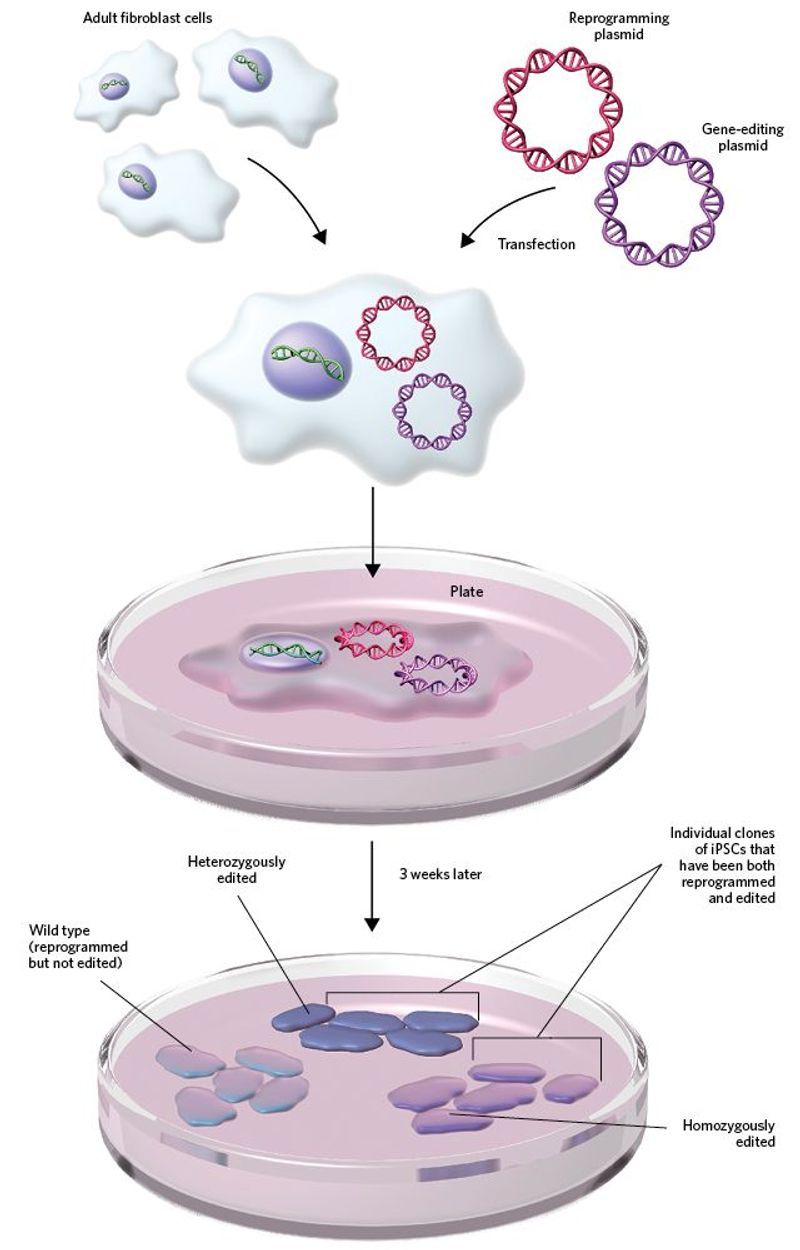 Researchers Make Knockout Stem Cell Lines in One Step | The Scientist