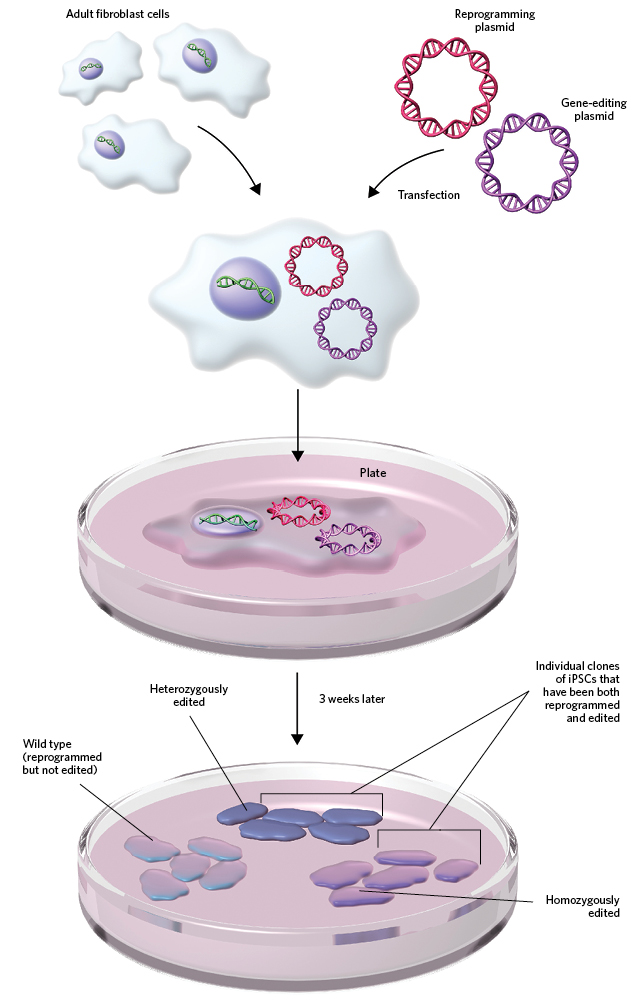 Researchers Make Knockout Stem Cell Lines In One Step The Scientist 