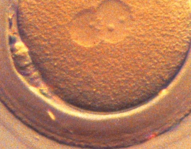 New Techniques Detail Embryos’ First Hours and Days | The Scientist