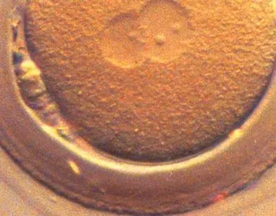 New Techniques Detail Embryos’ First Hours and Days | The Scientist
