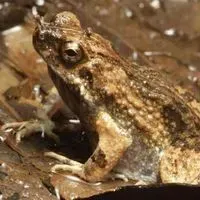 Frogs | The Scientist