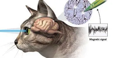 Implanted Magnetic Probes Measure Brain Activity | The Scientist