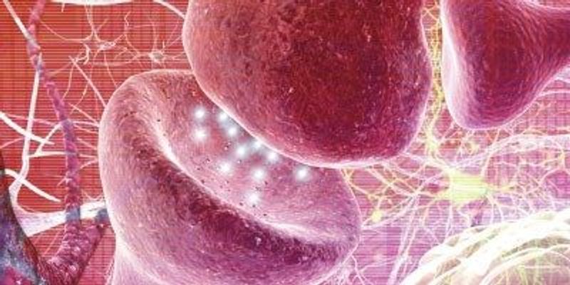 Advancing Techniques Reveal the Brain’s Impressive Diversity | The ...