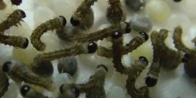 Meet the Transgenic Silkworms That Are Spinning Out Spider Silk | The ...