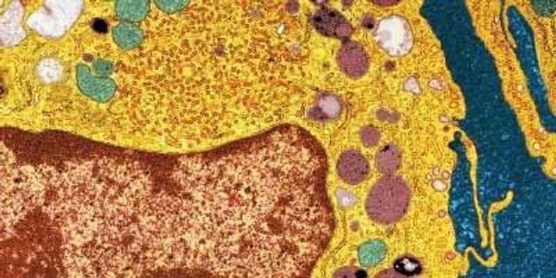 Macrophages Are the Ultimate Multitaskers | The Scientist