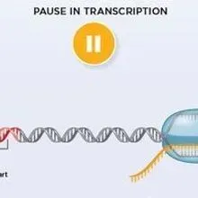 Transcriptional Regulation | The Scientist