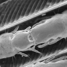 Hummingbird | The Scientist