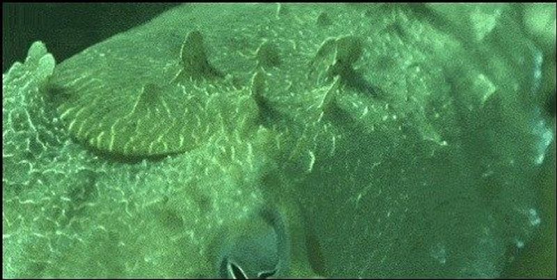 Image of the Day: Cuttlefish Camouflage | The Scientist