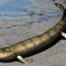 Strong Tides May Have Driven Ancient Fish to Dry Land | The Scientist