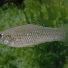 Amazonian Fish Genome Challenges Long-Held Assumptions About Asexual ...