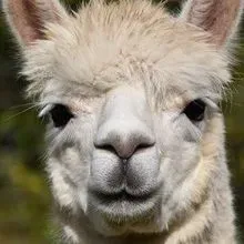 Researchers Produce Alpaca Antibodies Using Yeast | The Scientist