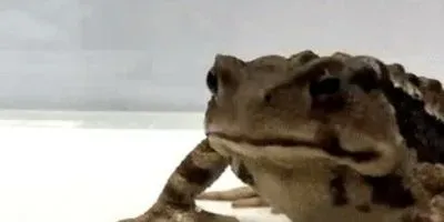 Image of the Day: Beetle Escapes Toad’s Stomach | The Scientist